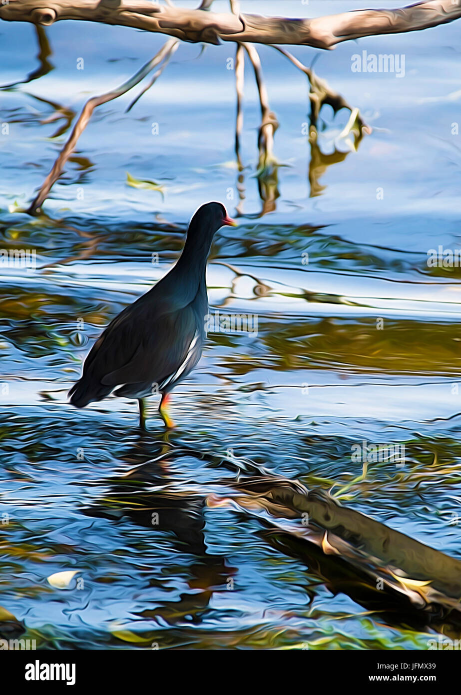 Bird on Water Stock Photo - Alamy