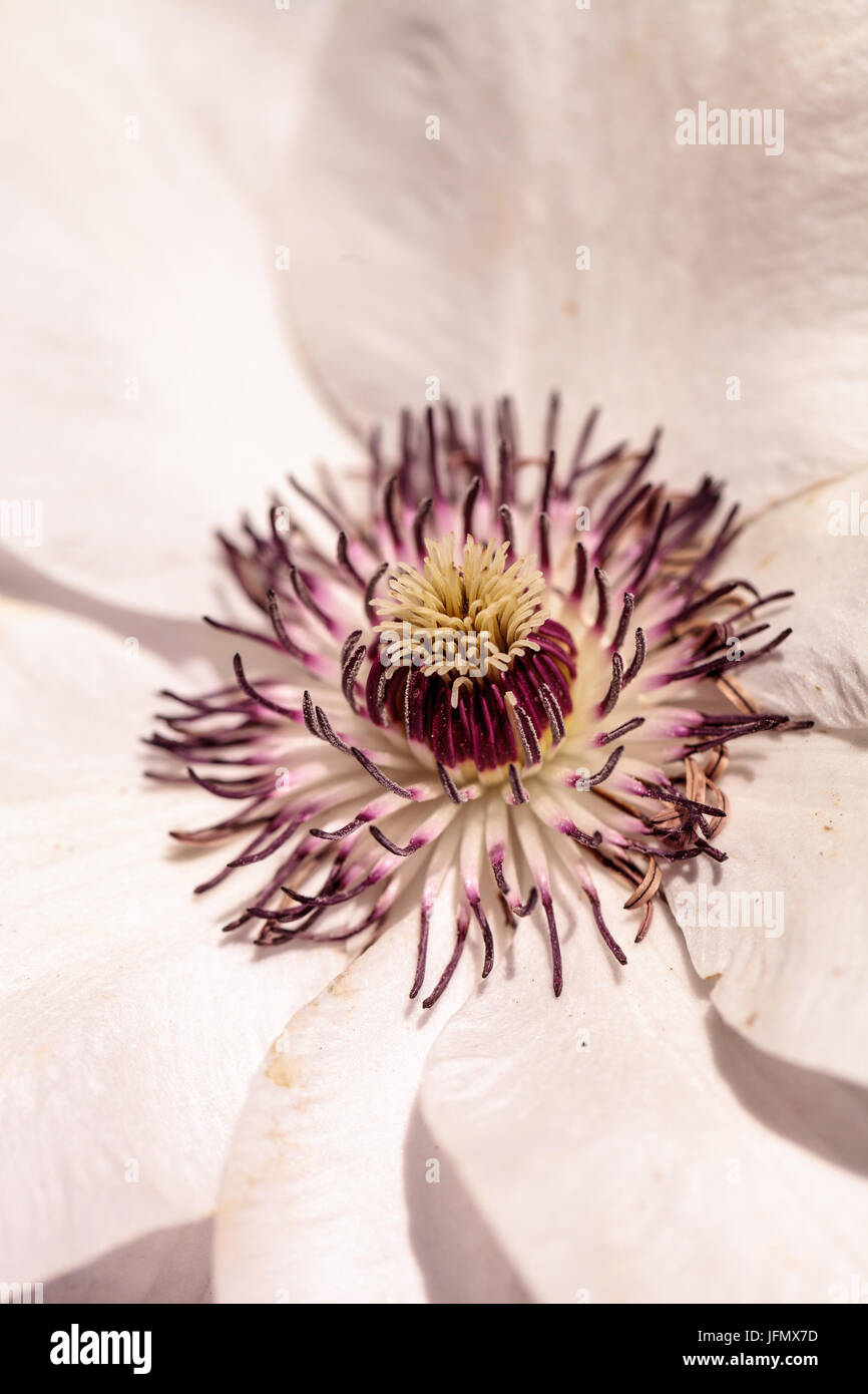 White fragrant star clematis flower Stock Photo - Alamy