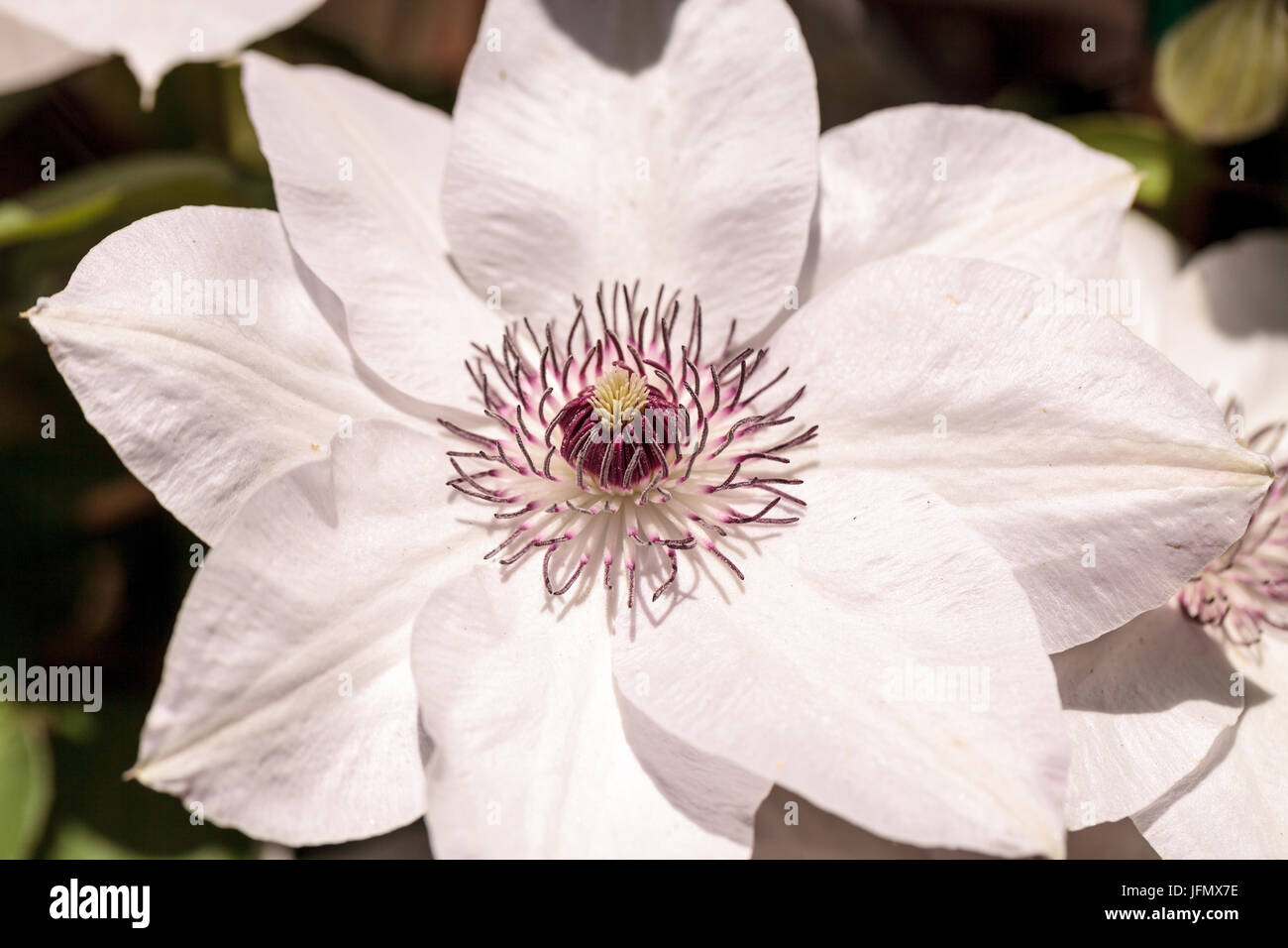 White fragrant star clematis flower Stock Photo - Alamy