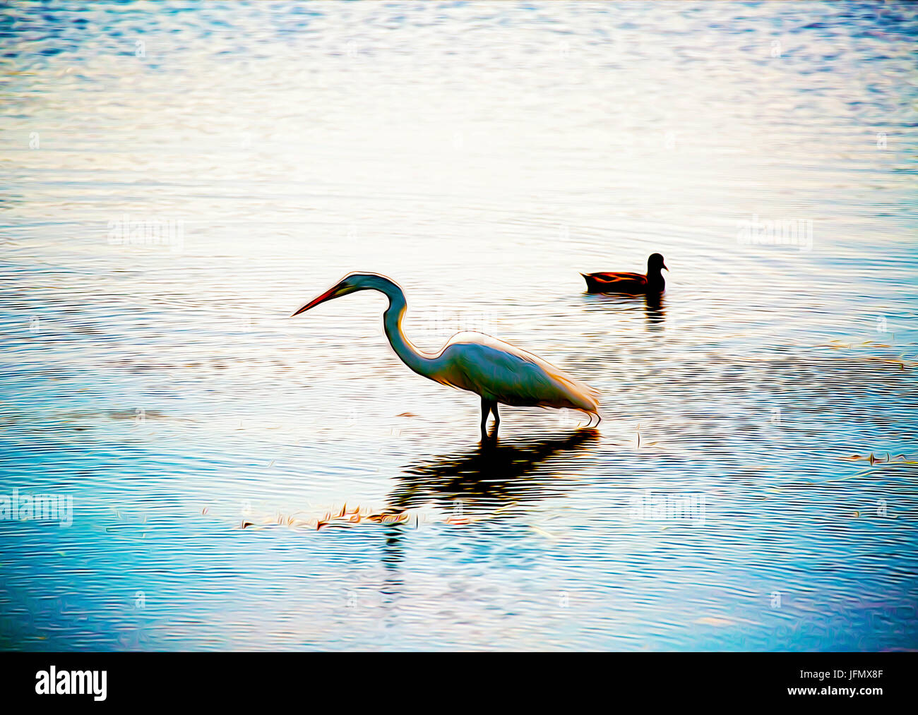 Swan a Swimming Stock Photo - Alamy