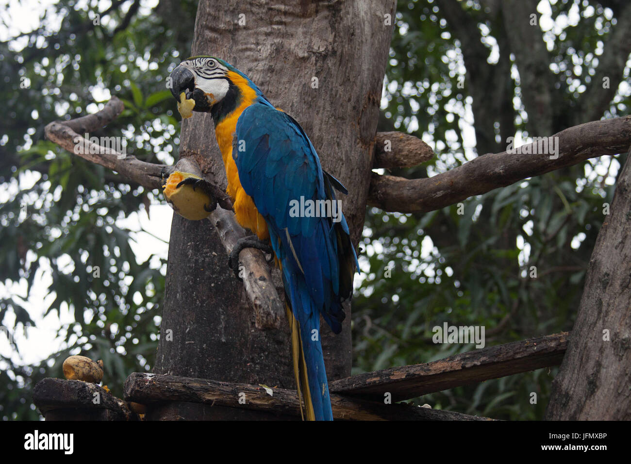 Birds eating mango hi-res stock photography and images - Alamy