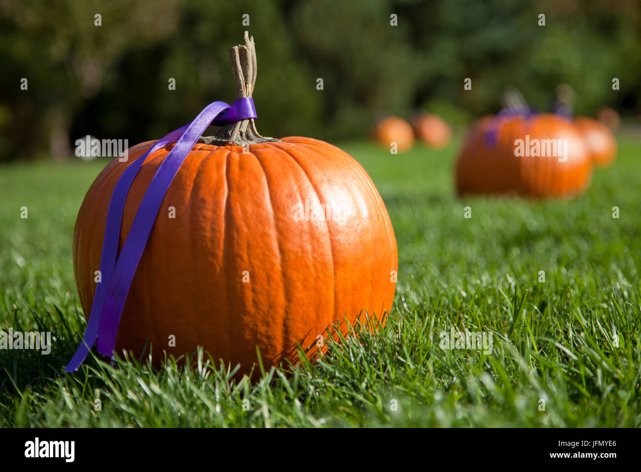 Halloween ribbon hi-res stock photography and images - Alamy