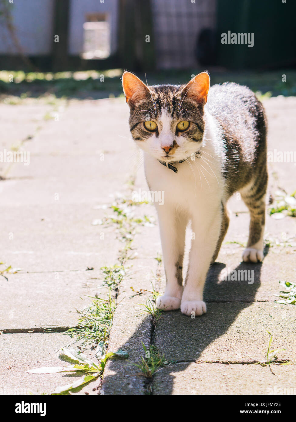 Cat standing backyard hi-res stock photography and images - Alamy
