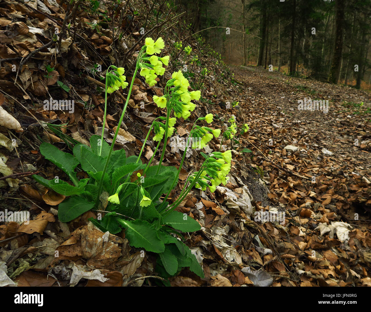 Primrose detail hi-res stock photography and images - Alamy