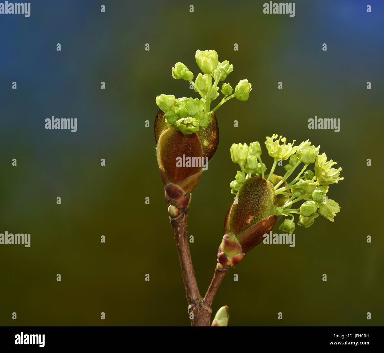 maple; European maple; blossom Stock Photo - Alamy