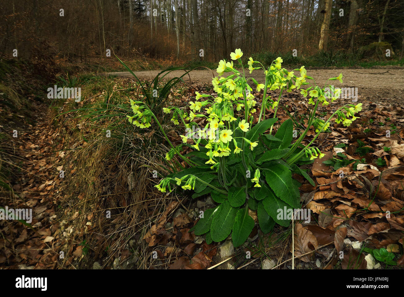 Forest primrose hi-res stock photography and images - Alamy