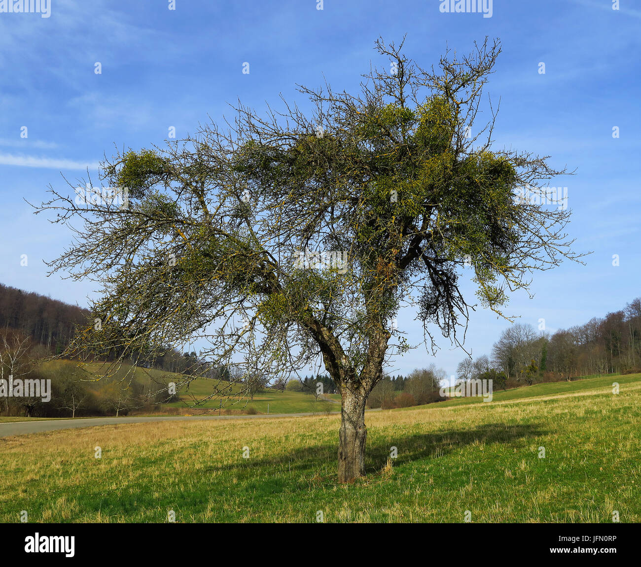 Mistletoe bush hi-res stock photography and images - Alamy