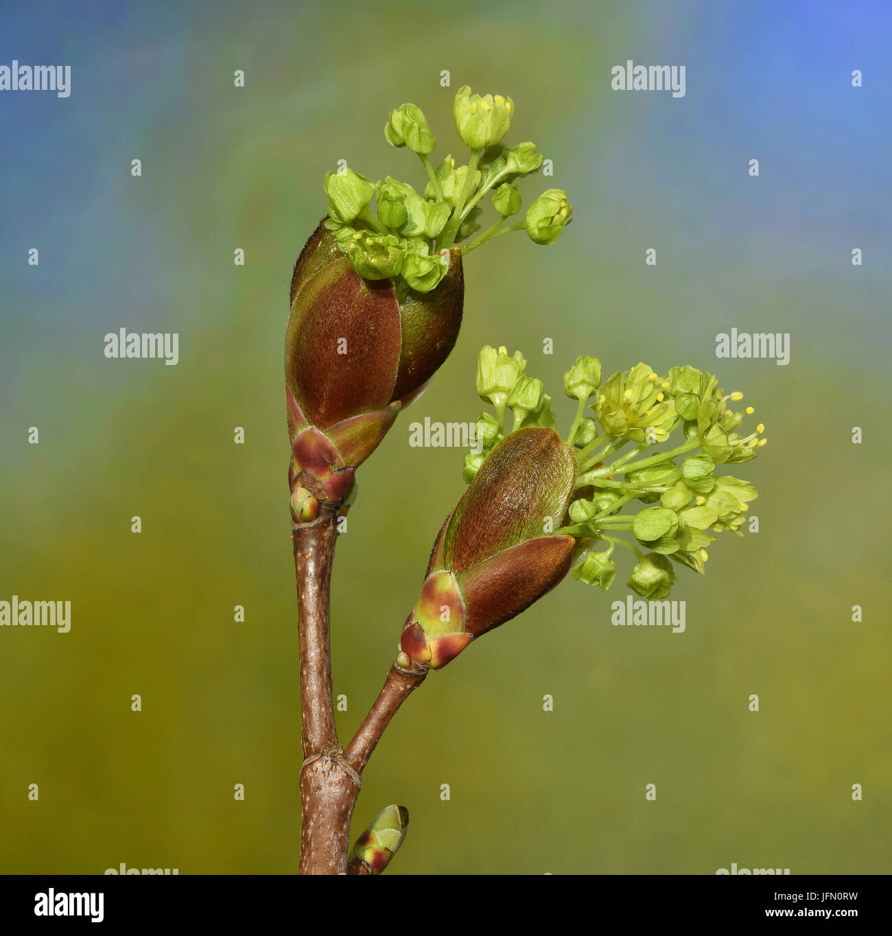 Maple blossom hi-res stock photography and images - Alamy