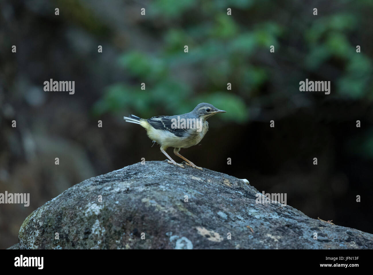 Grey Wagtail, juvenile (Motacilla cinerea), sitting on rock Stock Photo ...