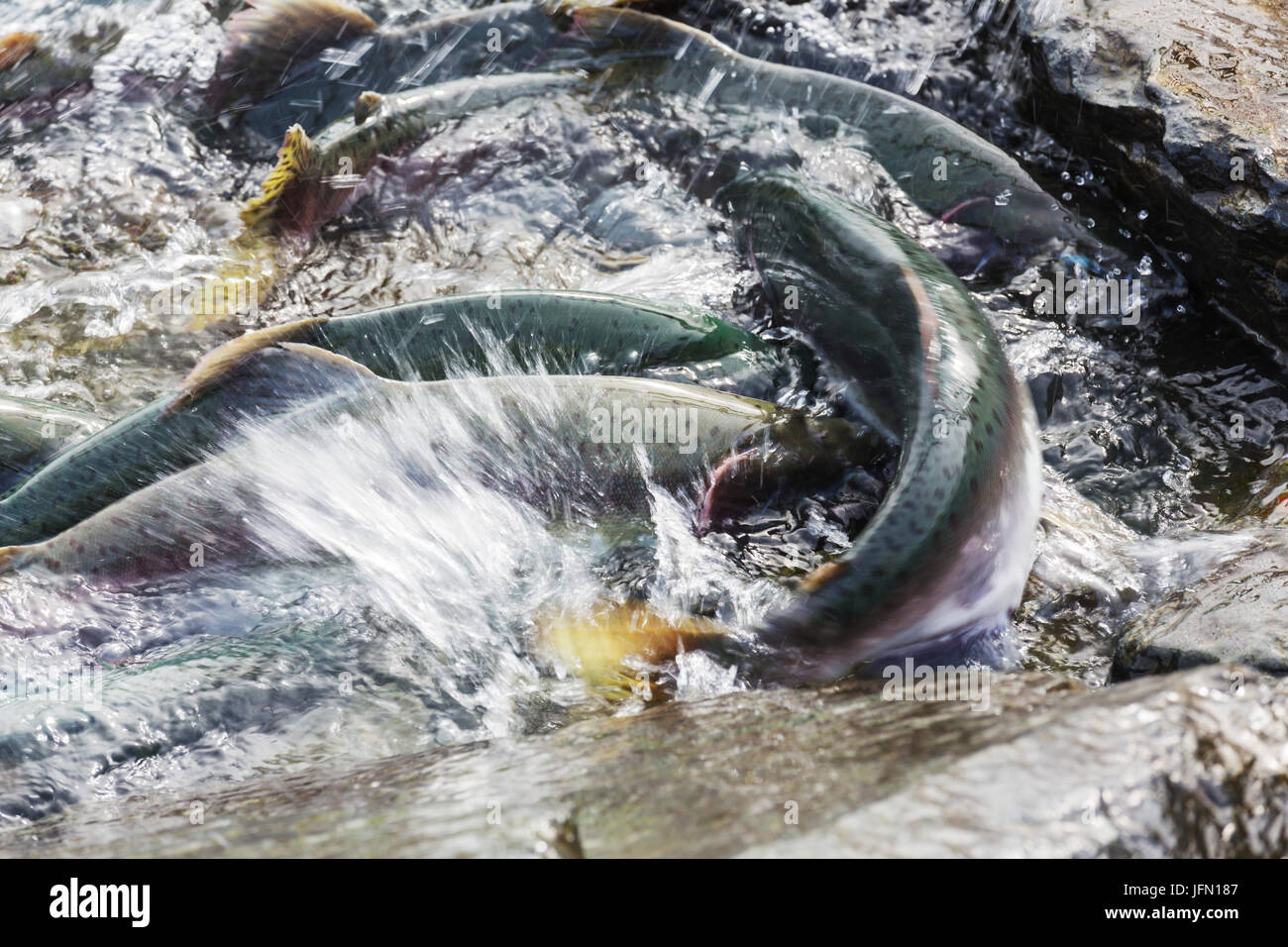 Spawning salmon underwater view hi-res stock photography and images - Alamy