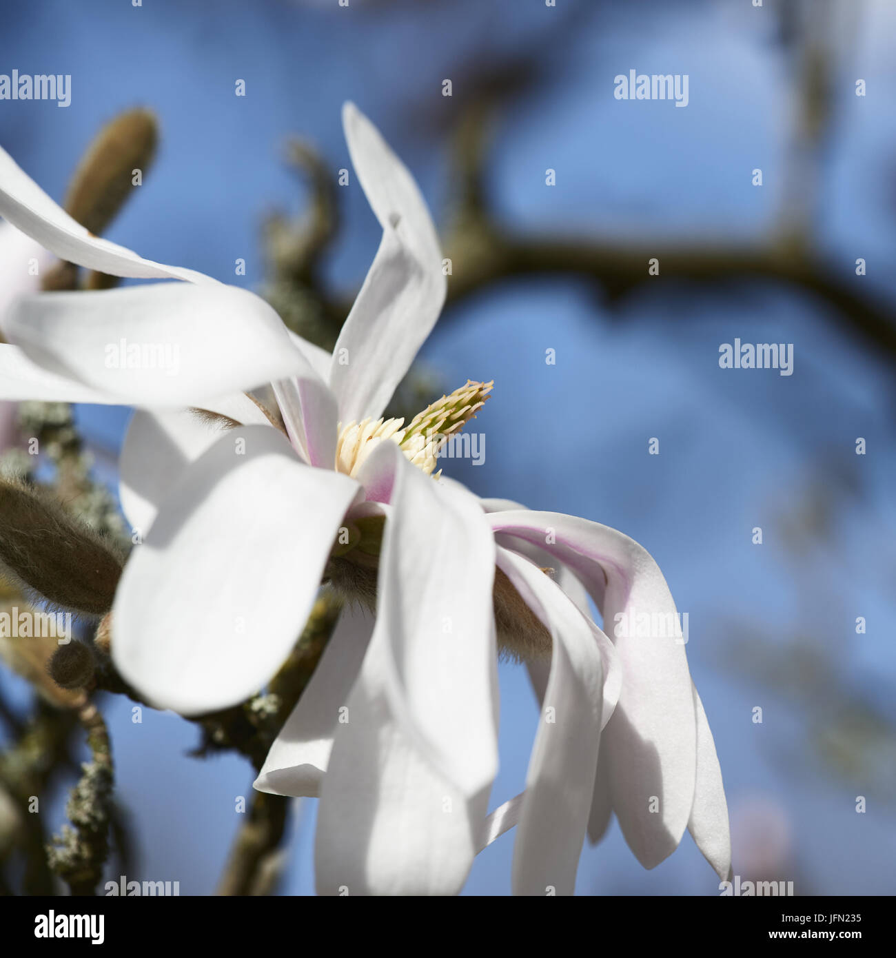Magnolia stellata bushes hi-res stock photography and images - Alamy