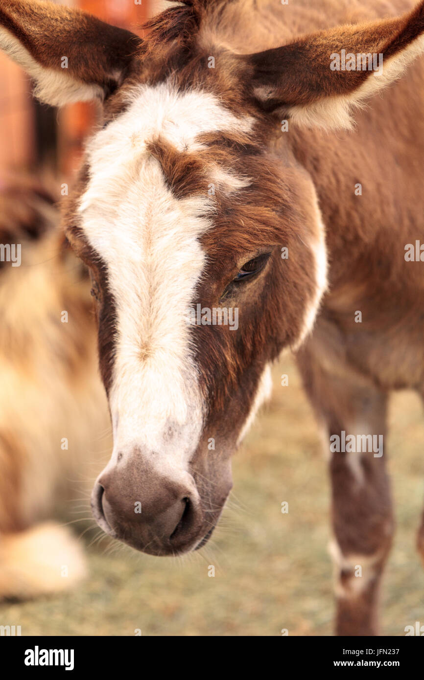 Donkey rests in a pen on a farm Stock Photo - Alamy