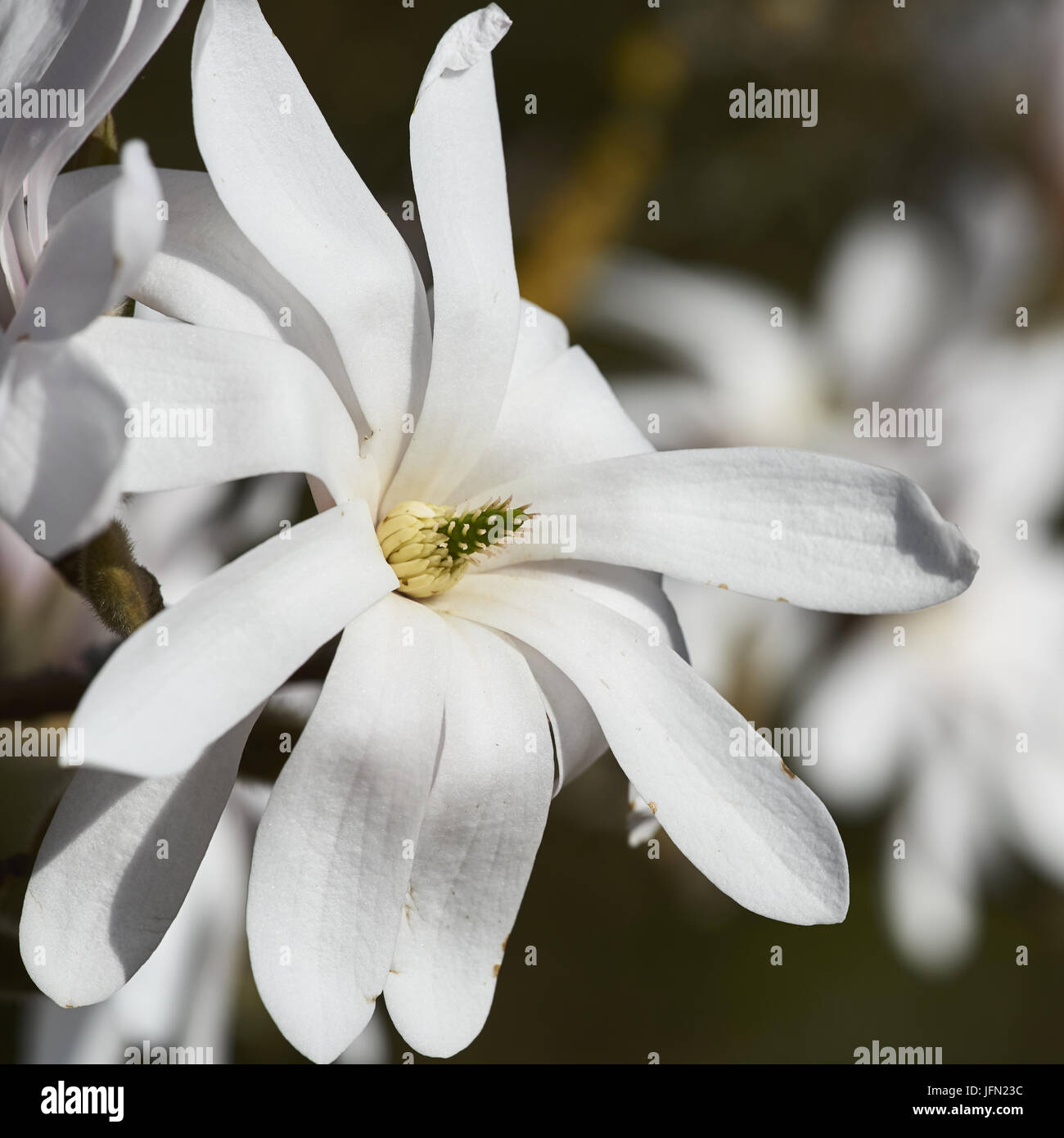 Magnolia stellata bushes hi-res stock photography and images - Alamy