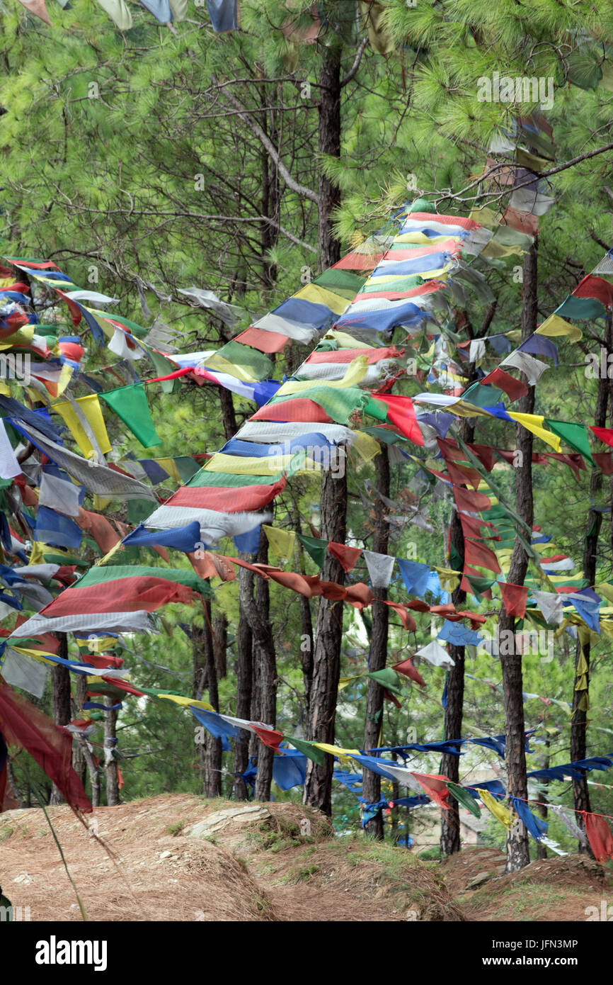 Prayer flags tied to trees in Shivapuri Nagarjun National Park, Nepal ...