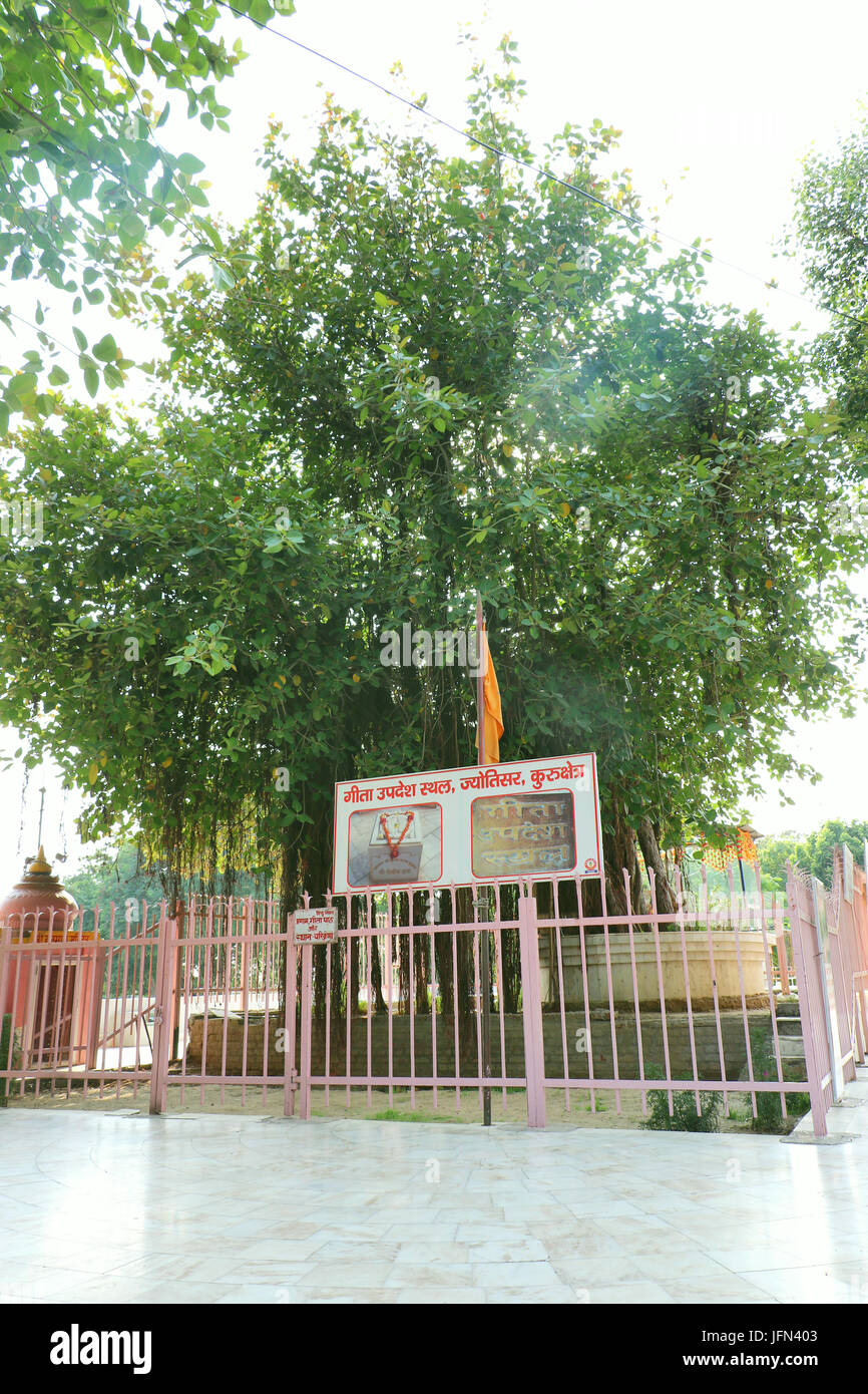 The sacred banyan tree at Jyotisar, Kurukshetra, India under which Lord ...