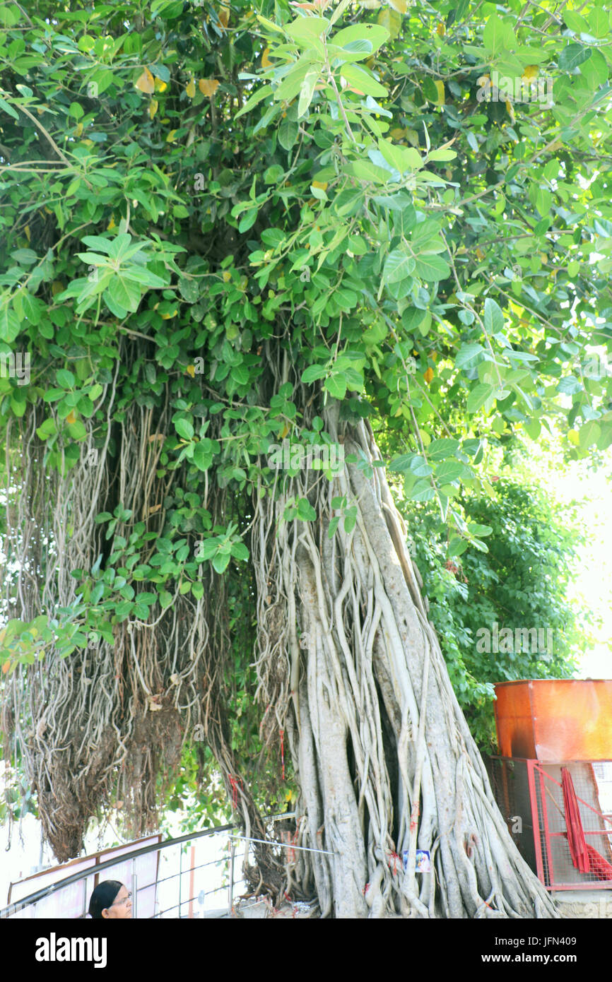 The sacred banyan tree at Jyotisar, Kurukshetra, India under which Lord ...