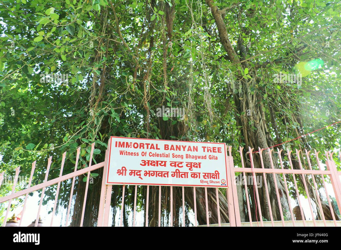 The sacred banyan tree at Jyotisar, Kurukshetra, India under which Lord ...