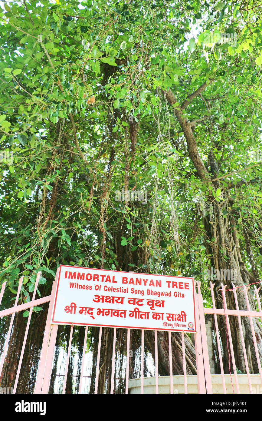 The sacred banyan tree at Jyotisar, Kurukshetra, India under which Lord ...