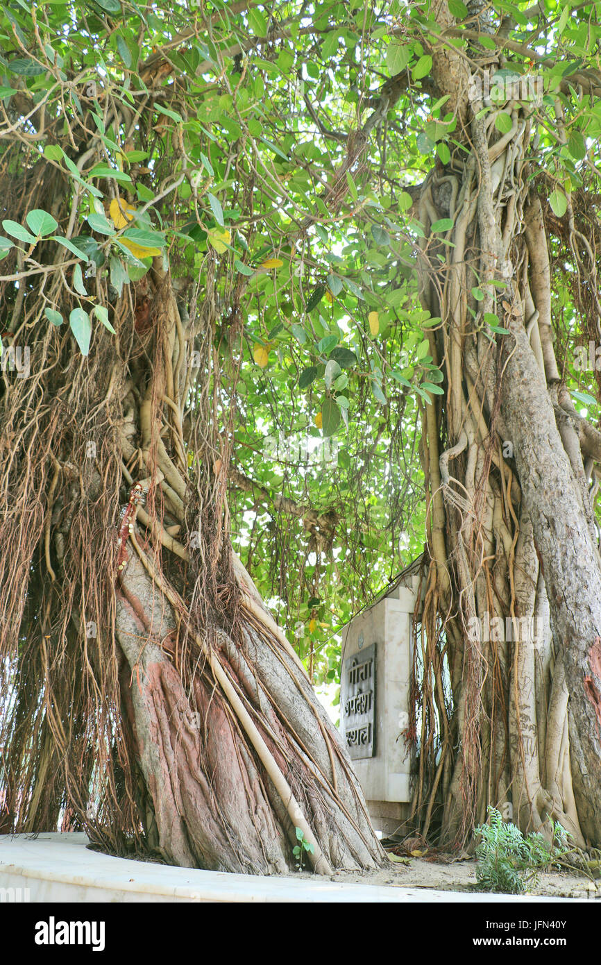 The sacred banyan tree at Jyotisar, Kurukshetra, India under which Lord ...