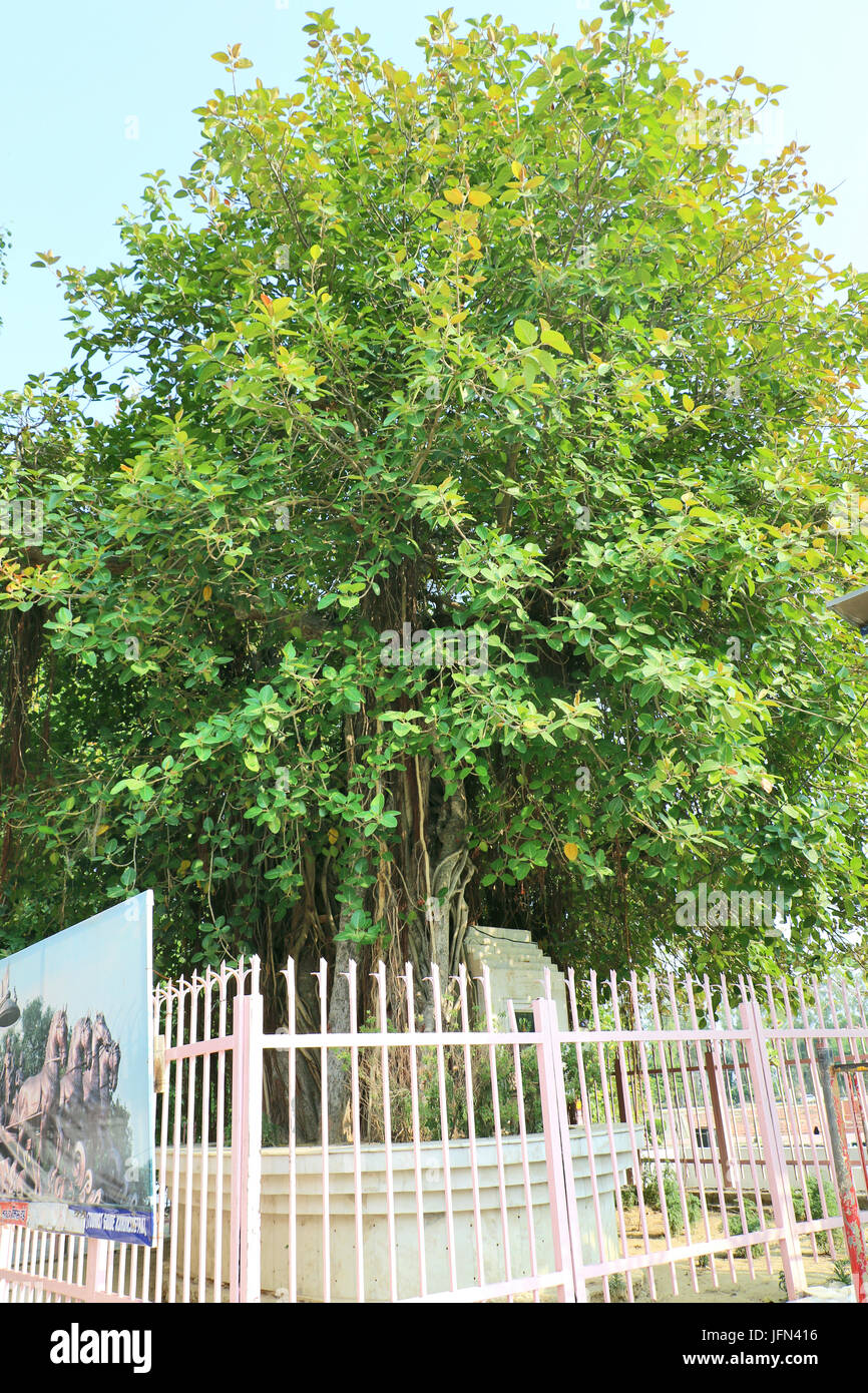 The sacred banyan tree at Jyotisar, Kurukshetra, India under which Lord ...