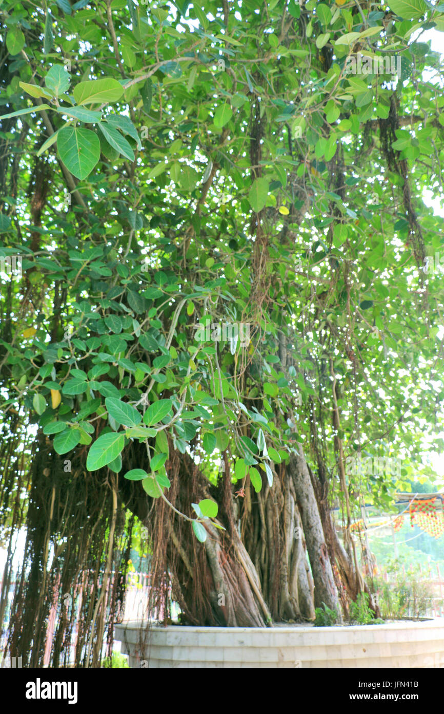 Virat rupa hi-res stock photography and images - Alamy