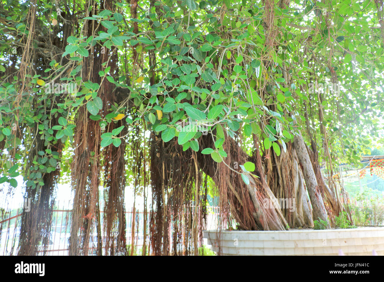 The sacred banyan tree at Jyotisar, Kurukshetra, India under which Lord ...