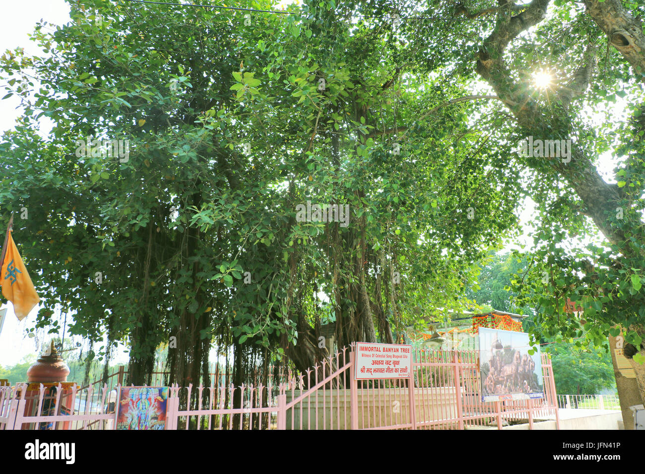 The sacred banyan tree at Jyotisar, Kurukshetra, India under which Lord ...