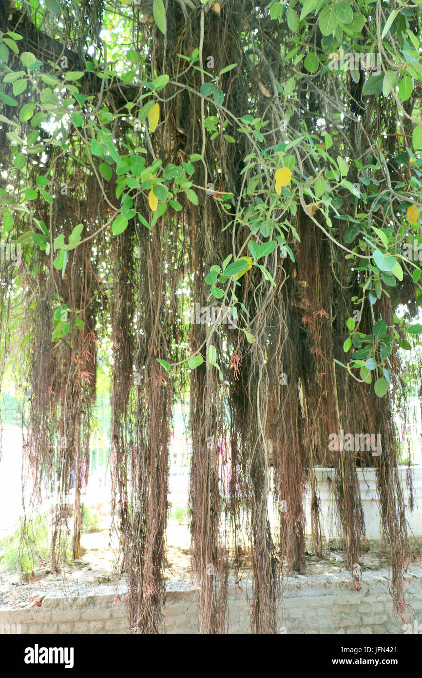 The sacred banyan tree at Jyotisar, Kurukshetra, India under which Lord ...