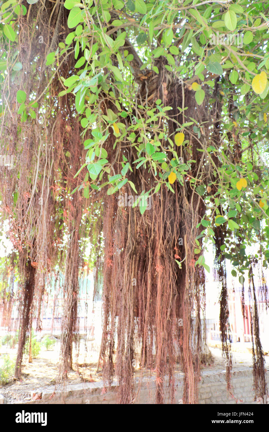 The sacred banyan tree at Jyotisar, Kurukshetra, India under which Lord ...