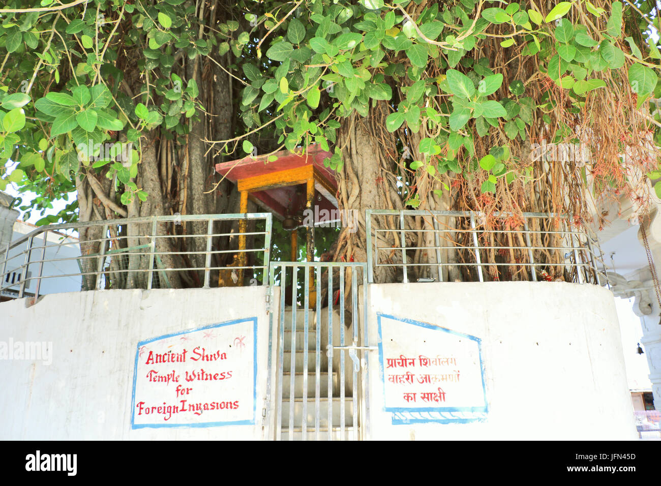 The sacred banyan tree at Jyotisar, Kurukshetra, India under which Lord ...