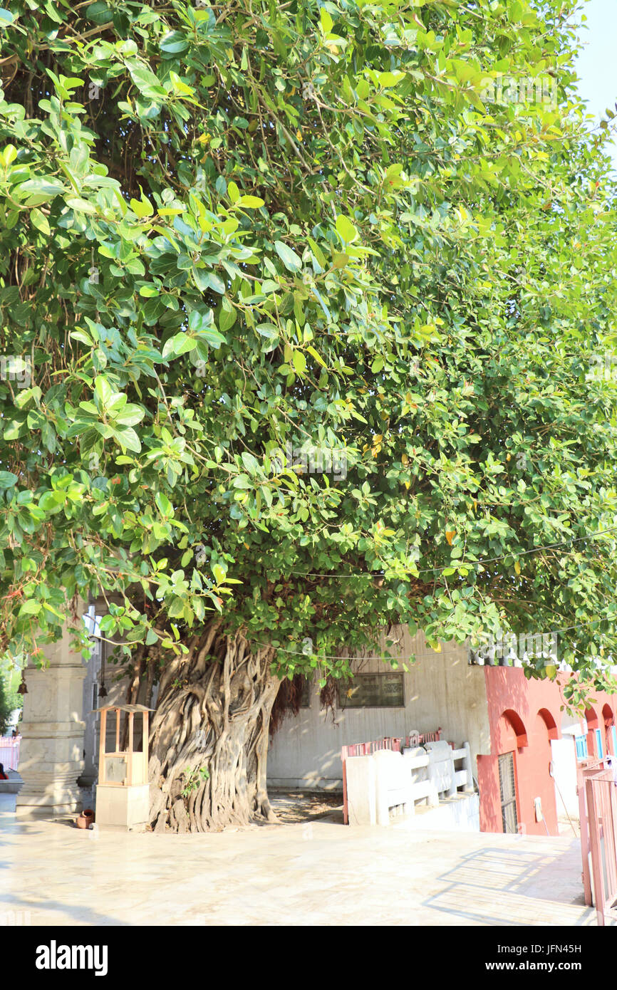 The sacred banyan tree at Jyotisar, Kurukshetra, India under which Lord ...