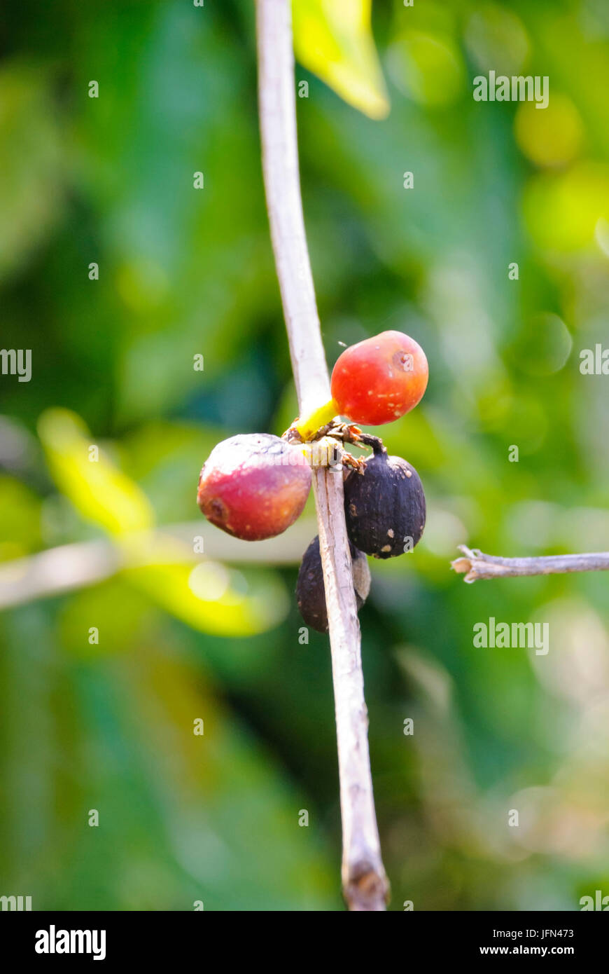 Fresh red coffee grains growing on coffee plant Stock Photo - Alamy