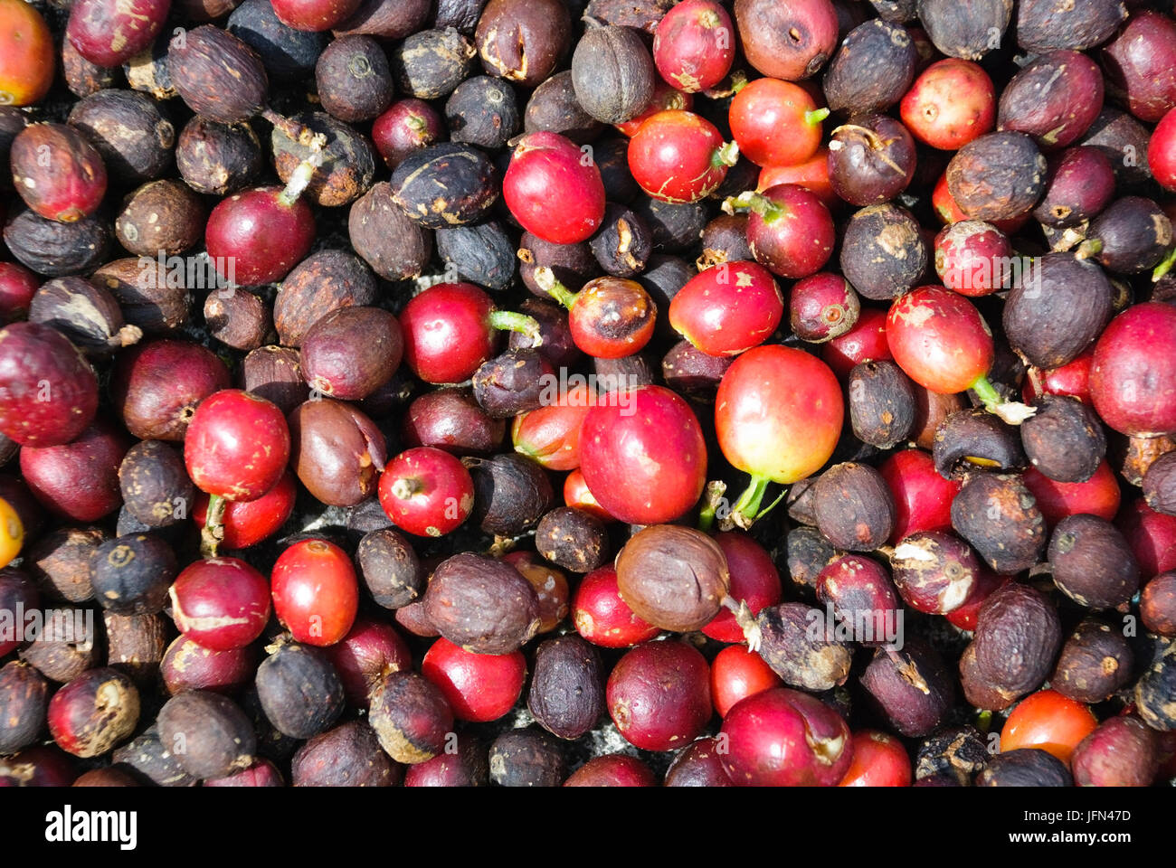 Fresh red coffee grains Stock Photo - Alamy