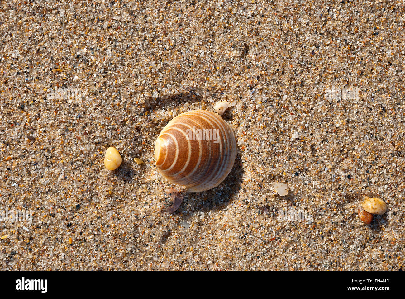 Sea shell on the sandy beach Stock Photo - Alamy