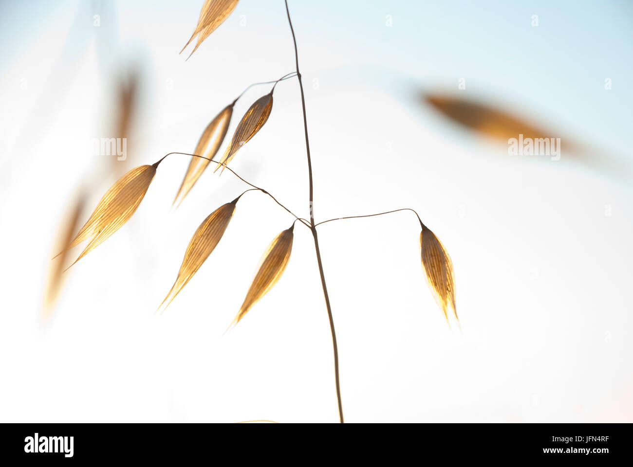 Dry oat plant in sunset dawn Stock Photo - Alamy