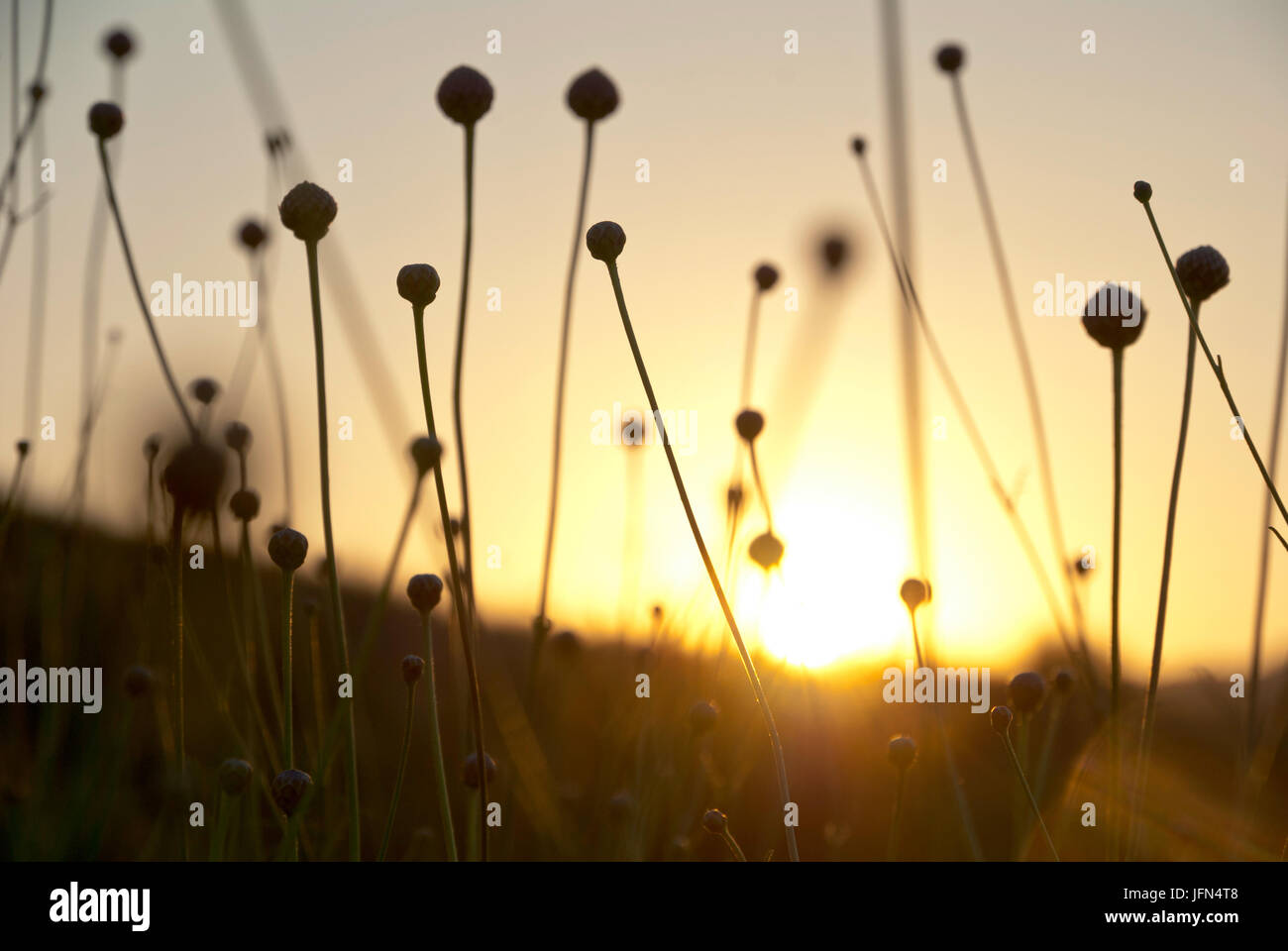 Dry spare of grass in sunset dawn Stock Photo - Alamy