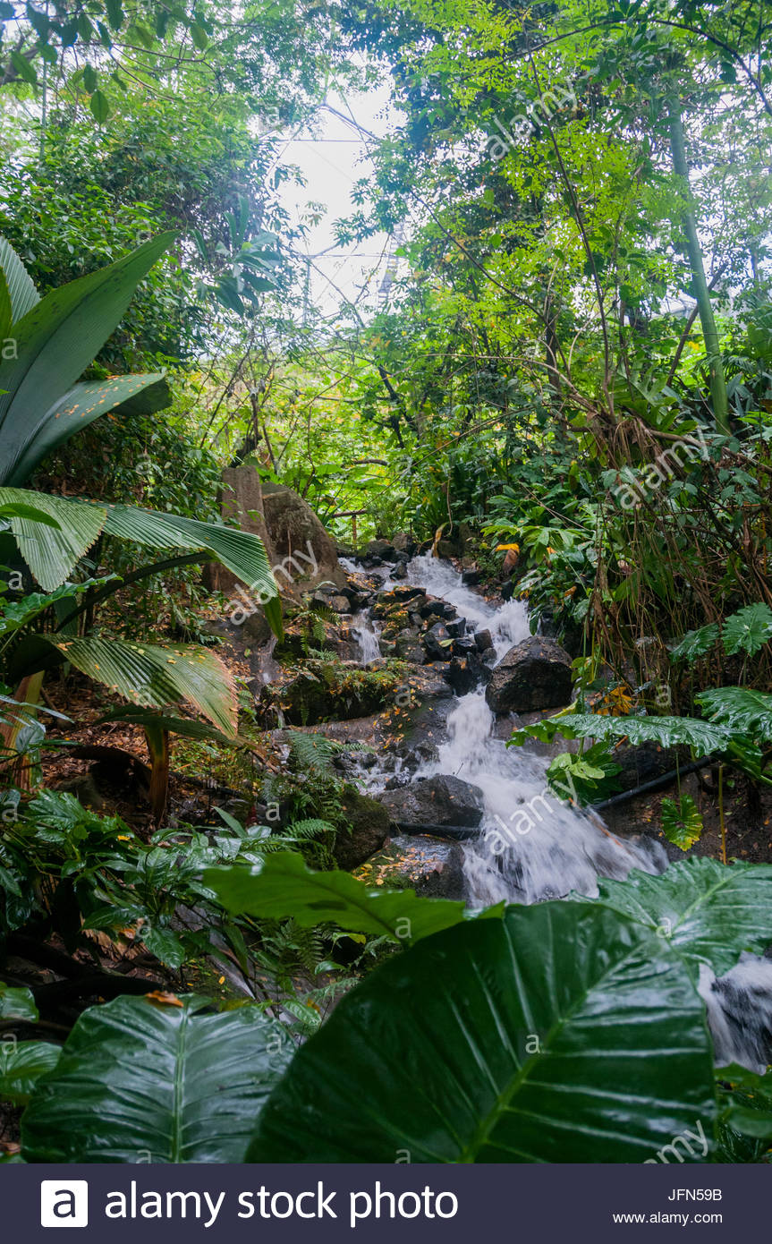 Rainforest Biome Stock Photos & Rainforest Biome Stock Images - Alamy