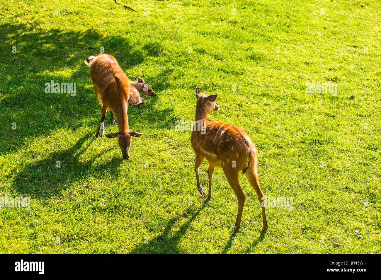 Young roe deers on the meadow, top view. Zoo, wild animals and mammal ...