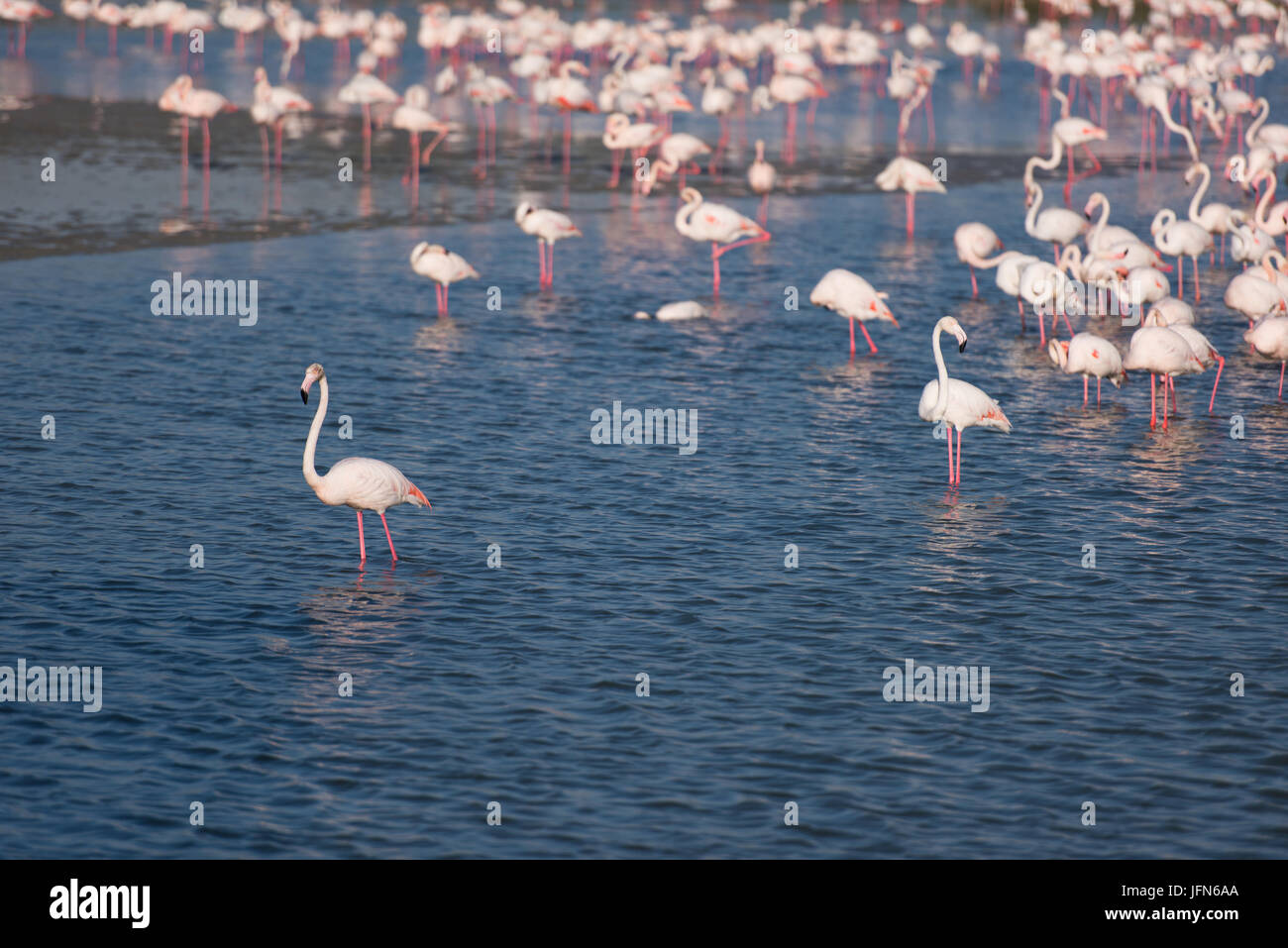 Flock of adorable pink flamingos. Exotic birds standing in a shallow ...