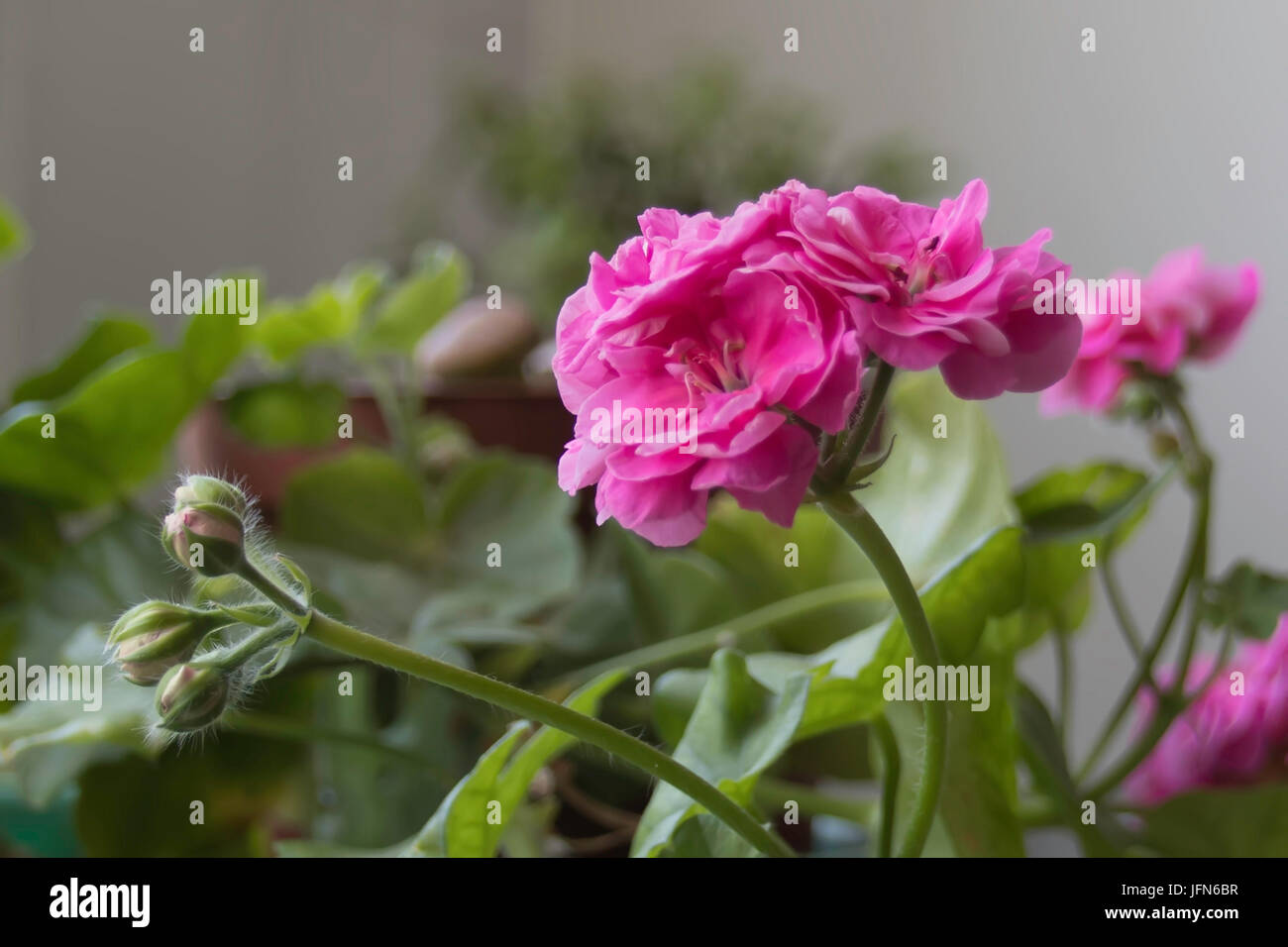 Pink geranium with buds Stock Photo - Alamy