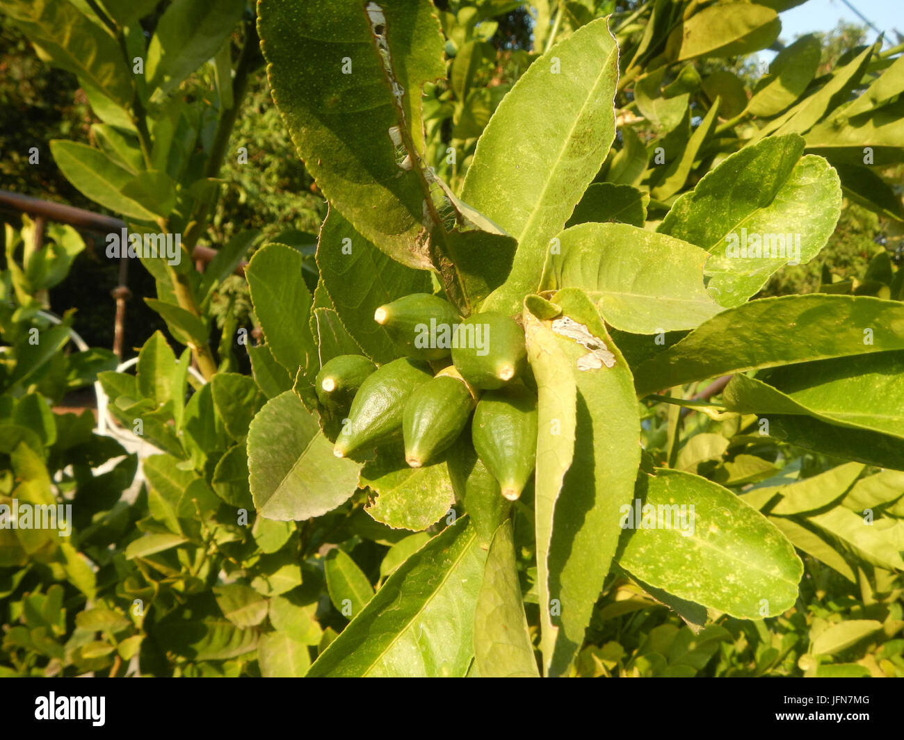 0557jfCitrus × aurantiifolia Lemon, Philippines Chapel Pampangafvf 07 ...