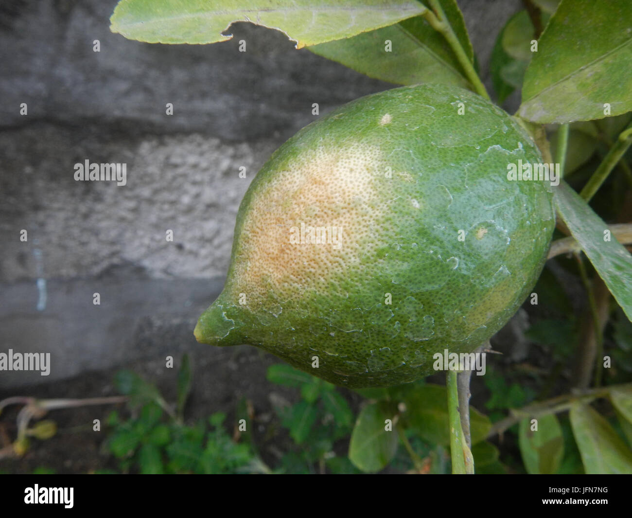0557jfCitrus × aurantiifolia Lemon, Philippines Chapel Pampangafvf 09 ...