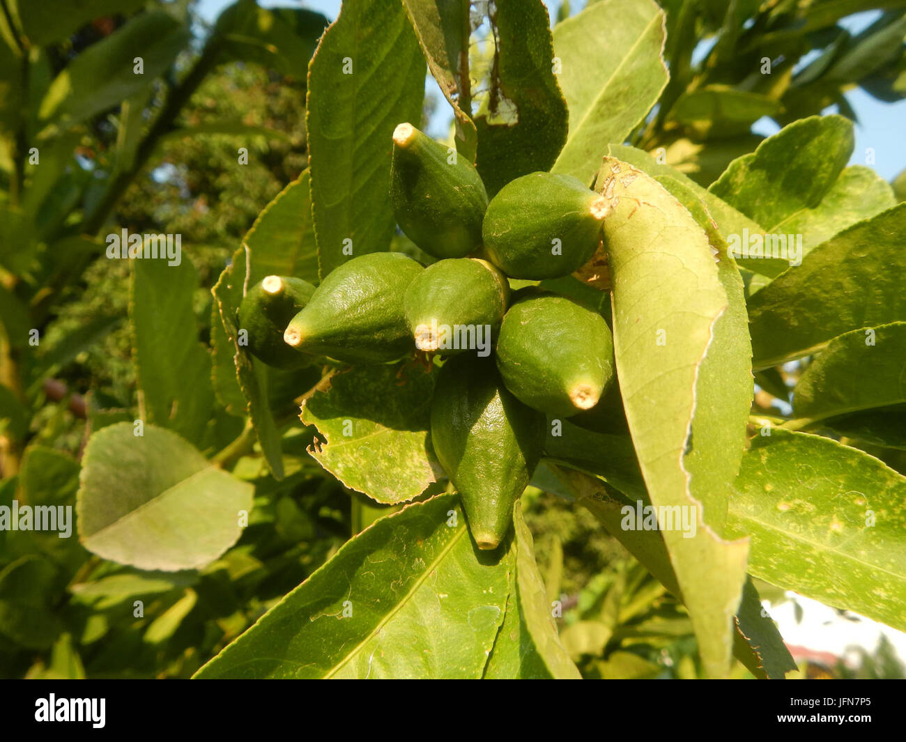 0557jfCitrus × aurantiifolia Lemon, Philippines Chapel Pampangafvf 11 ...