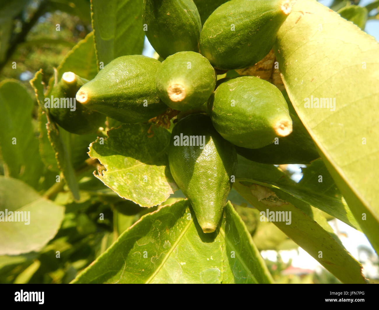 0557jfCitrus × aurantiifolia Lemon, Philippines Chapel Pampangafvf 12 ...