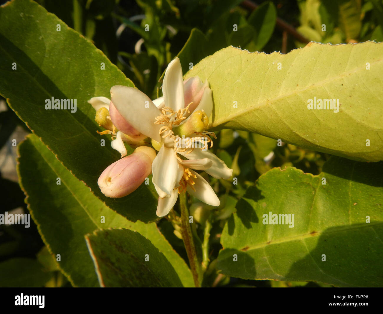 0557jfCitrus × aurantiifolia Lemon, Philippines Chapel Pampangafvf 13 ...