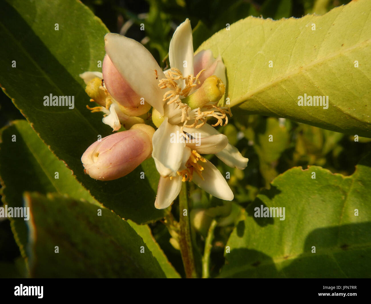 0557jfCitrus × aurantiifolia Lemon, Philippines Chapel Pampangafvf 14 ...