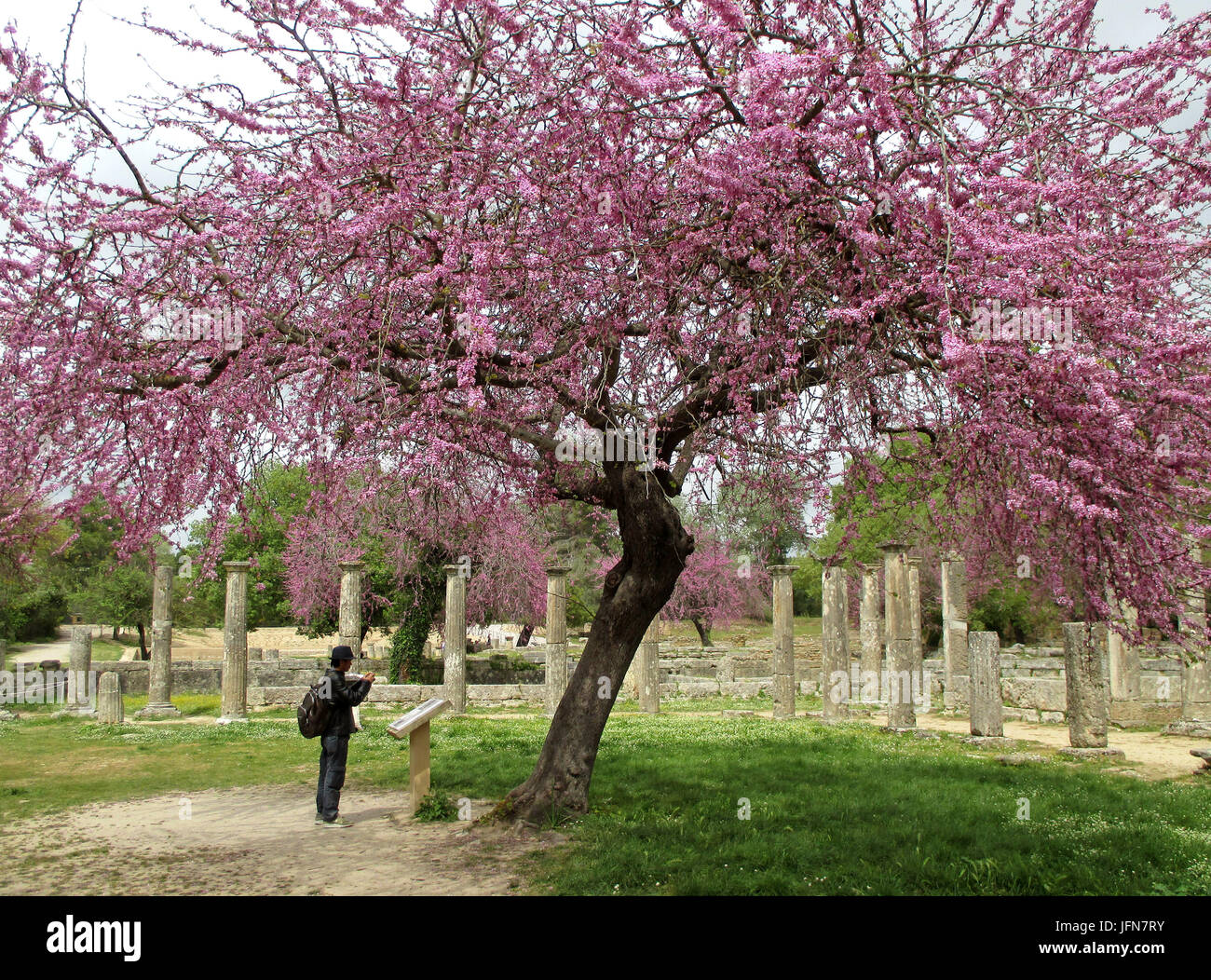 Judas trees hi-res stock photography and images - Alamy