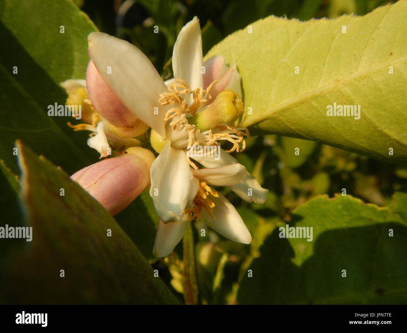 0557jfCitrus × aurantiifolia Lemon, Philippines Chapel Pampangafvf 15 ...