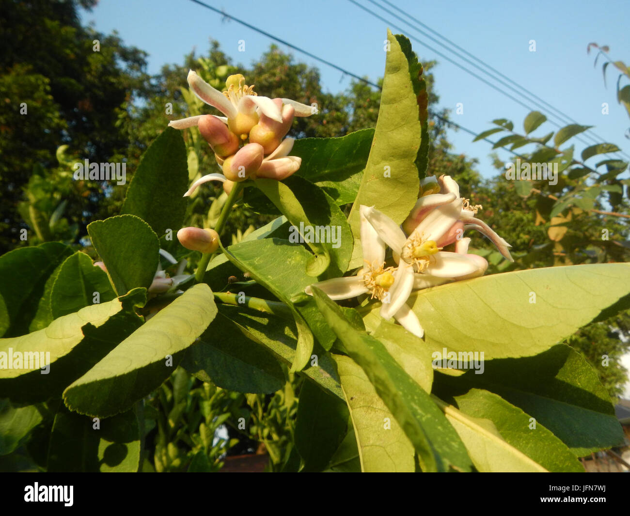 0557jfCitrus × aurantiifolia Lemon, Philippines Chapel Pampangafvf 17 ...