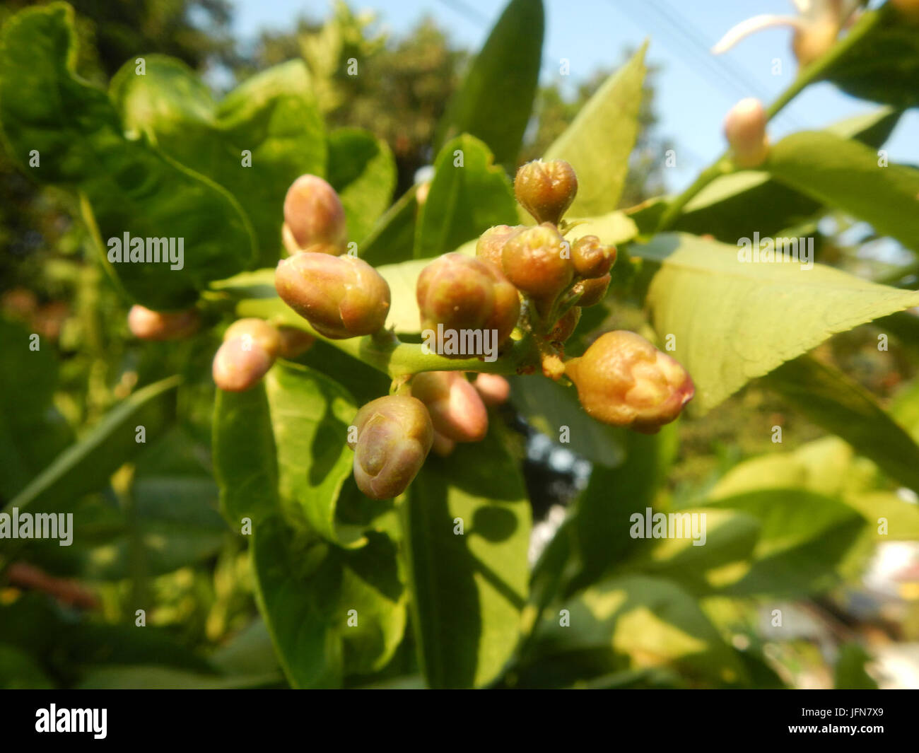0557jfCitrus × aurantiifolia Lemon, Philippines Chapel Pampangafvf 18 ...